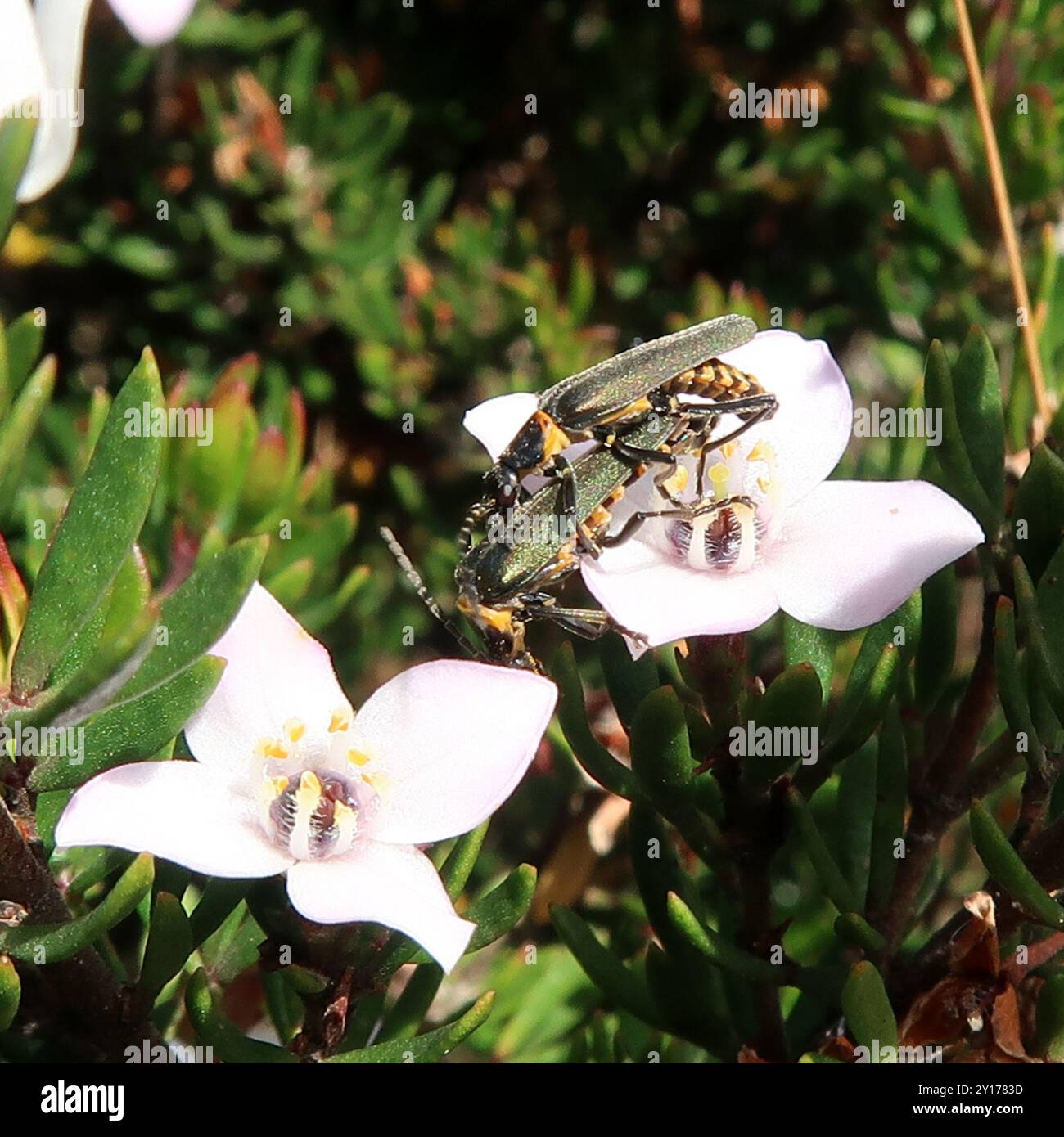 Plague Soldier Beetle (Chauliognathus lugubris) Insecta Stock Photo - Alamy
