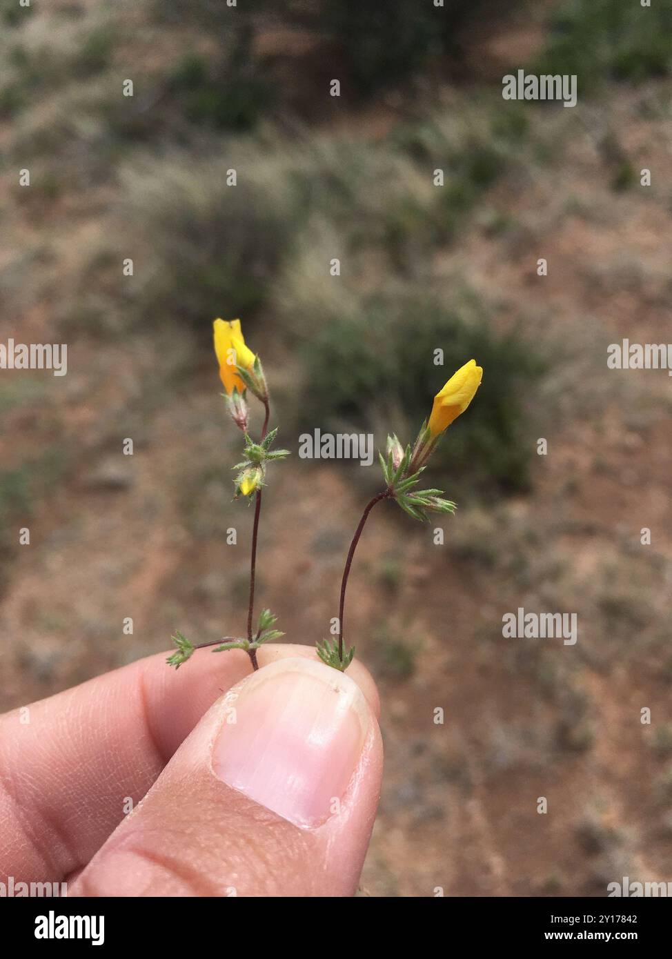 golden linanthus (Leptosiphon chrysanthus) Plantae Stock Photo - Alamy