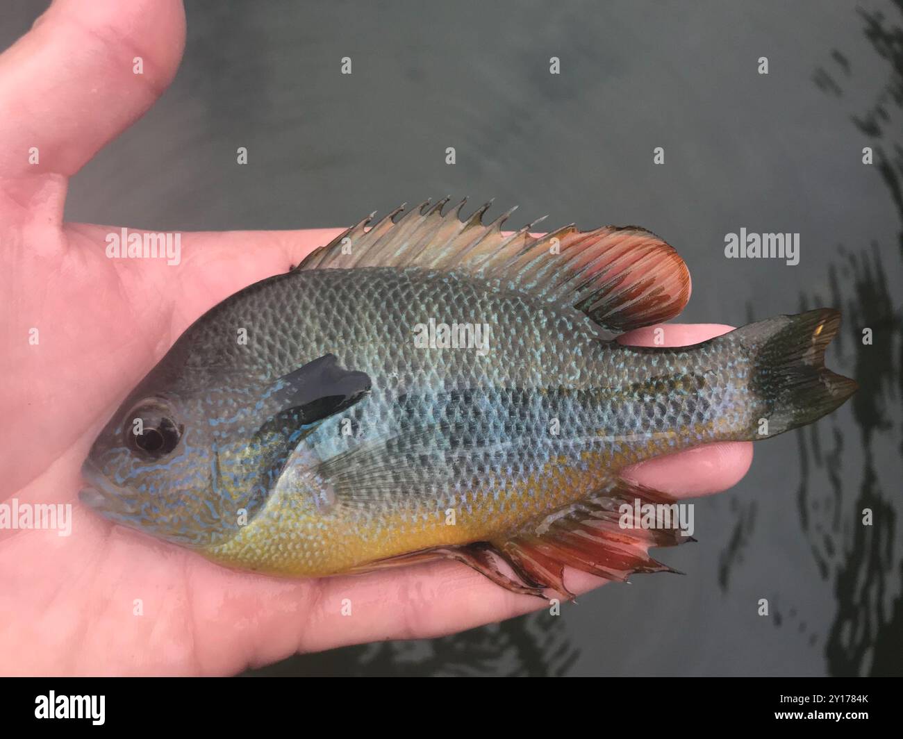 Longear Sunfish Complex (Lepomis megalotis) Actinopterygii Stock Photo ...