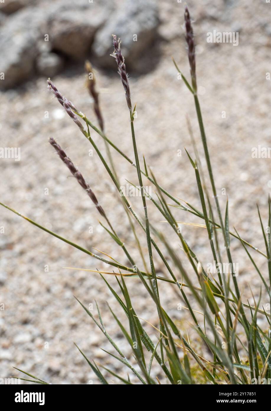 Big Galleta (Hilaria rigida) Plantae Stock Photo - Alamy