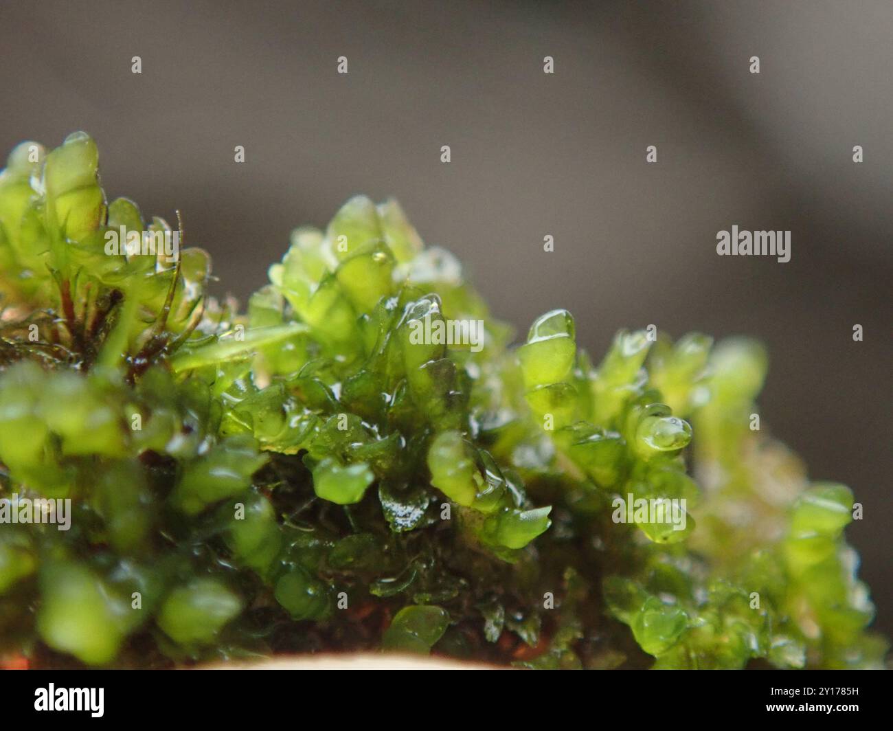 Dwarf Flapwort (Jungermannia pumila) Plantae Stock Photo - Alamy