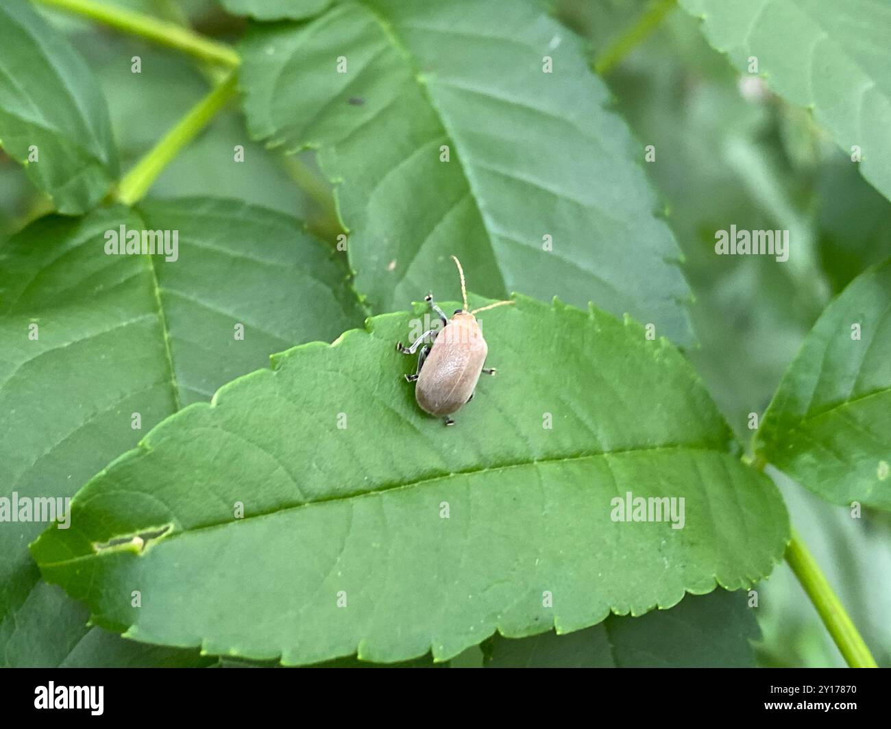 (Menippus cynicus) Insecta Stock Photo - Alamy