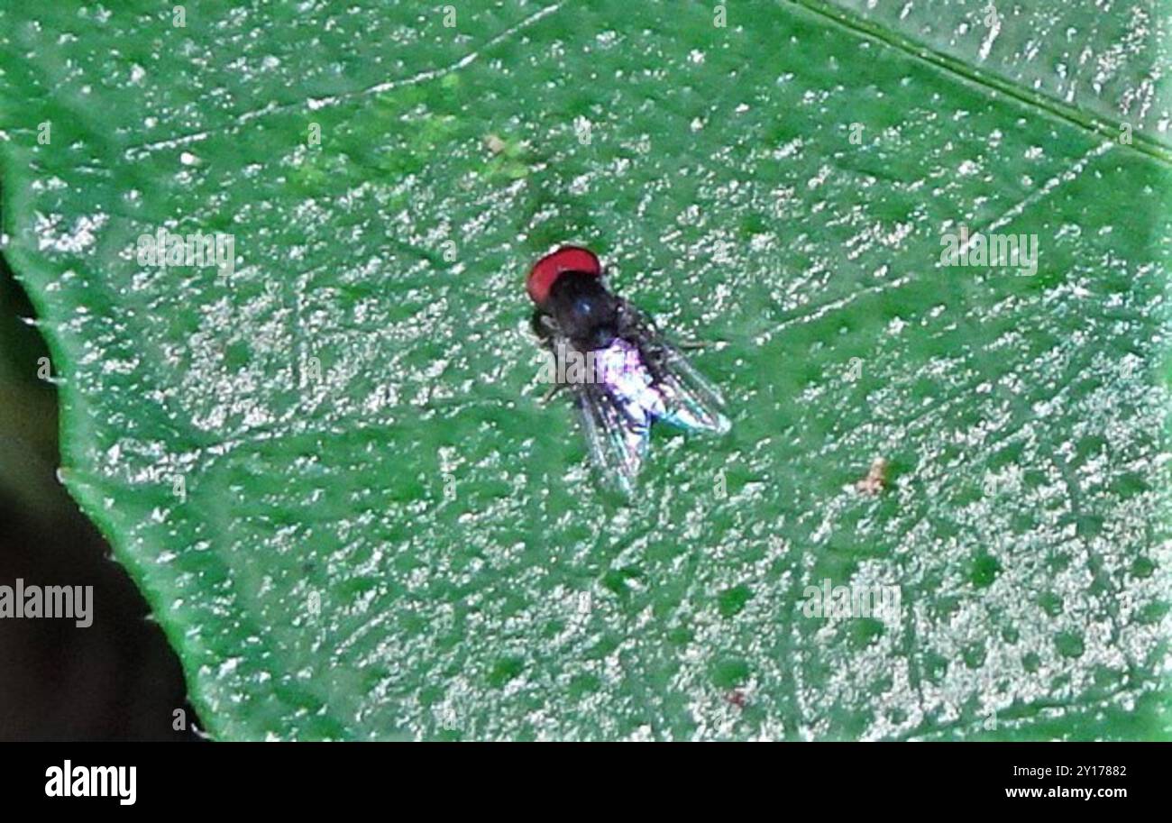 Flat-footed Flies (Platypezidae) Insecta Stock Photo - Alamy