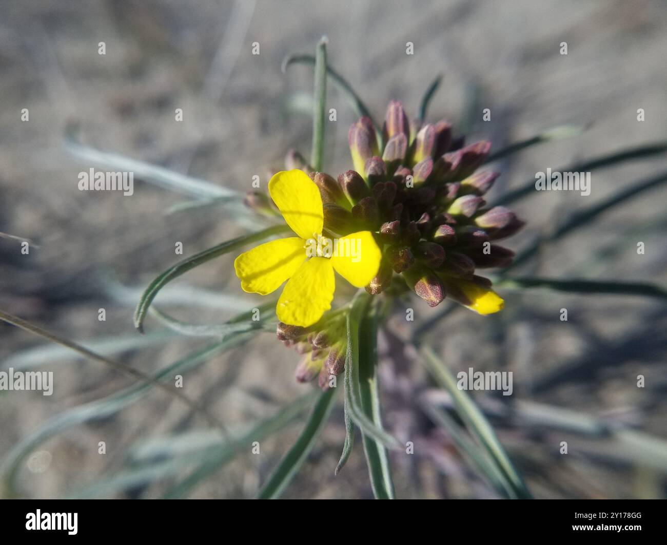 Prairie-rocket Wallflower (Erysimum asperum) Plantae Stock Photo - Alamy