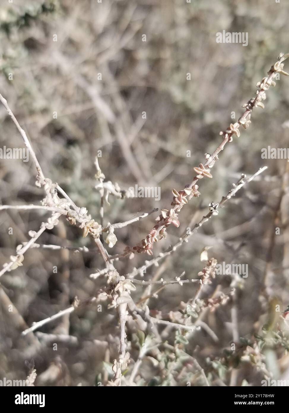 Cattle Saltbush (Atriplex polycarpa) Plantae Stock Photo - Alamy