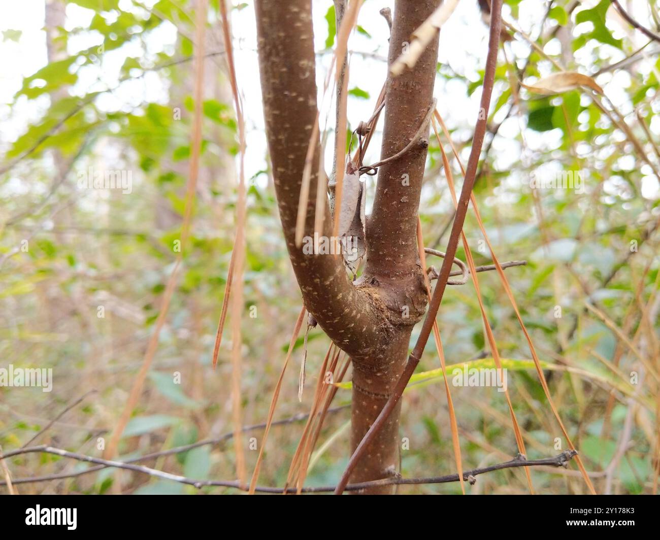 Large Gallberry (Ilex coriacea) Plantae Stock Photo - Alamy