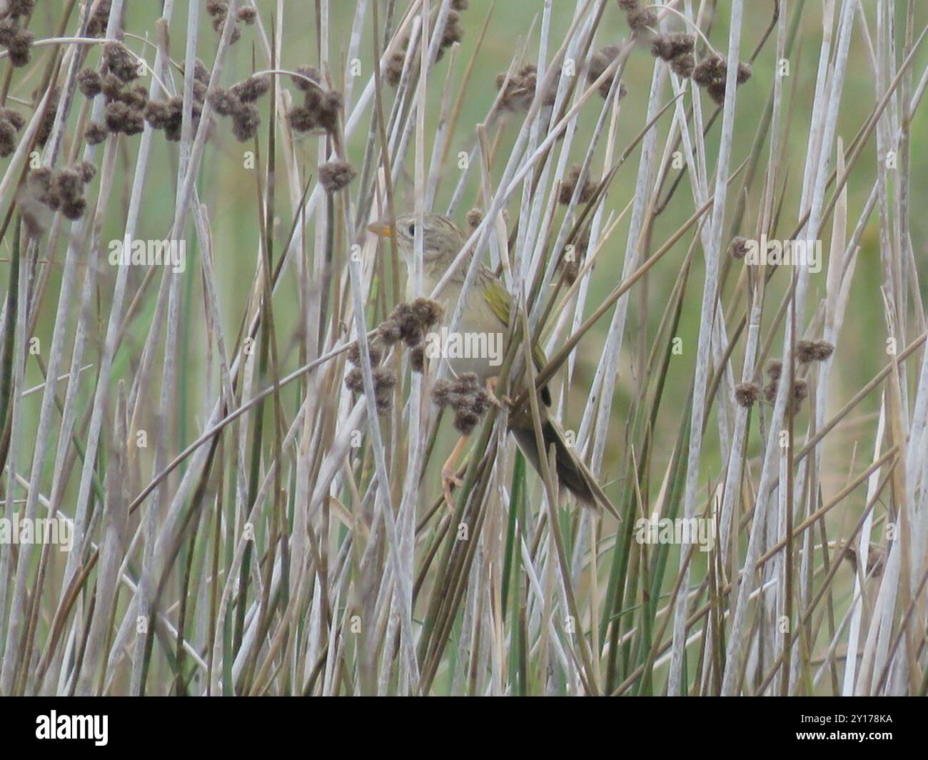 Wedge-tailed Grass-Finch (Emberizoides herbicola) Aves Stock Photo - Alamy
