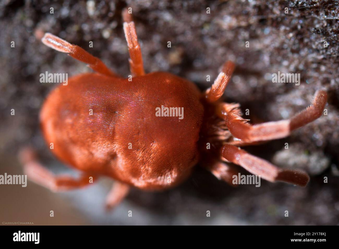 Sumo Mites (Allothrombium) Arachnida Stock Photo - Alamy