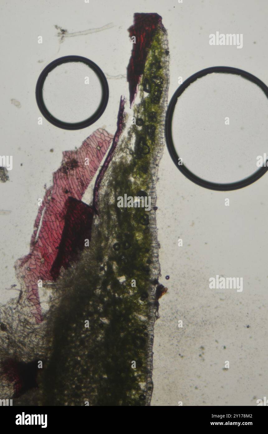 Thin Starwort (Mannia gracilis) Plantae Stock Photo - Alamy