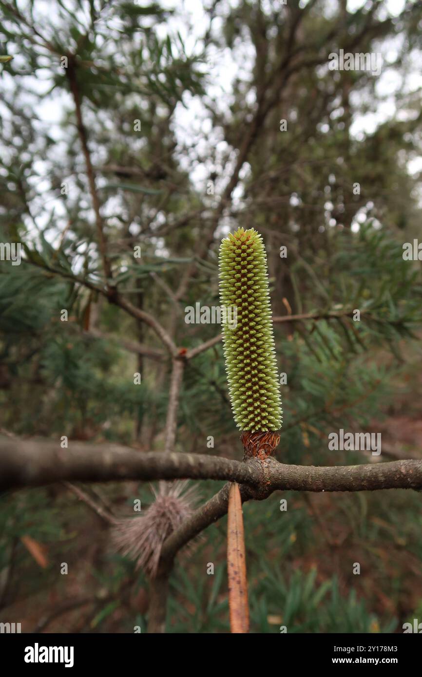 Silver Banksia (Banksia marginata) Plantae Stock Photo - Alamy