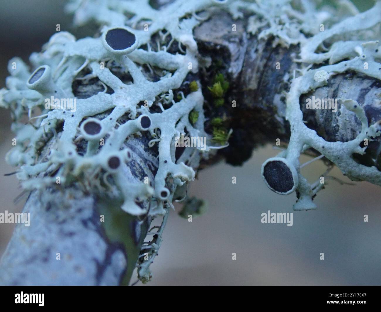 Fringed Rosette Lichen (Physcia tenella) Fungi Stock Photo - Alamy