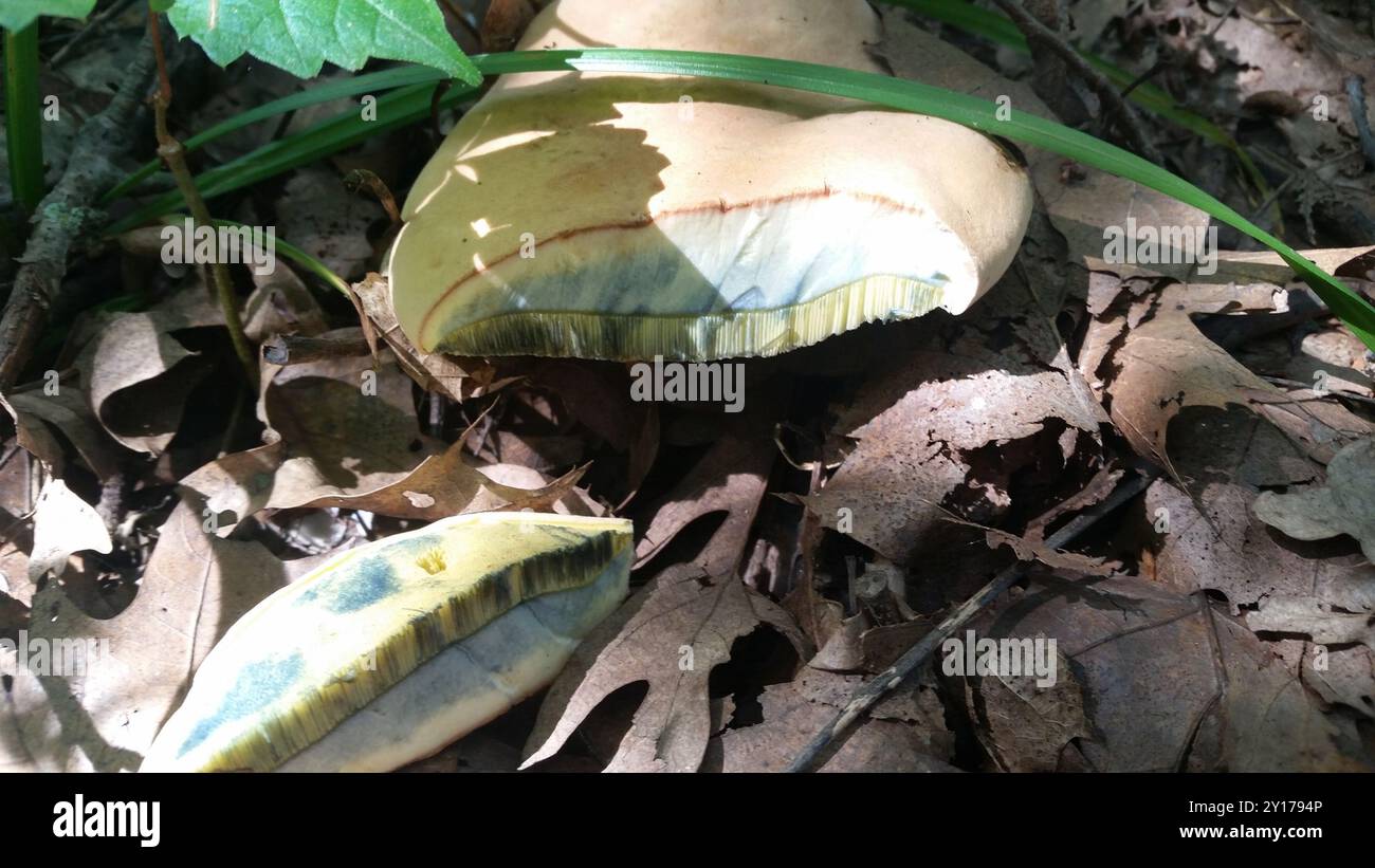 two-colored bolete (Baorangia bicolor) Fungi Stock Photo - Alamy
