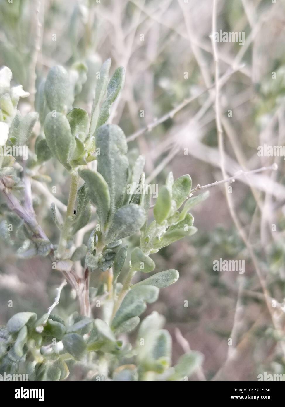 Cattle Saltbush (Atriplex polycarpa) Plantae Stock Photo - Alamy