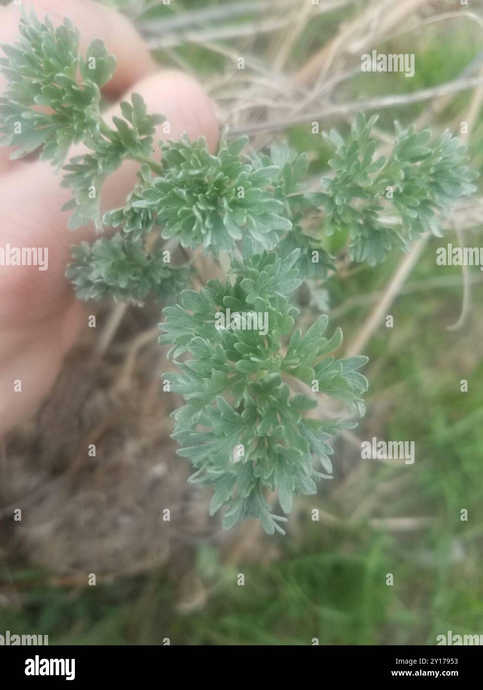 absinthe wormwood (Artemisia absinthium) Plantae Stock Photo - Alamy