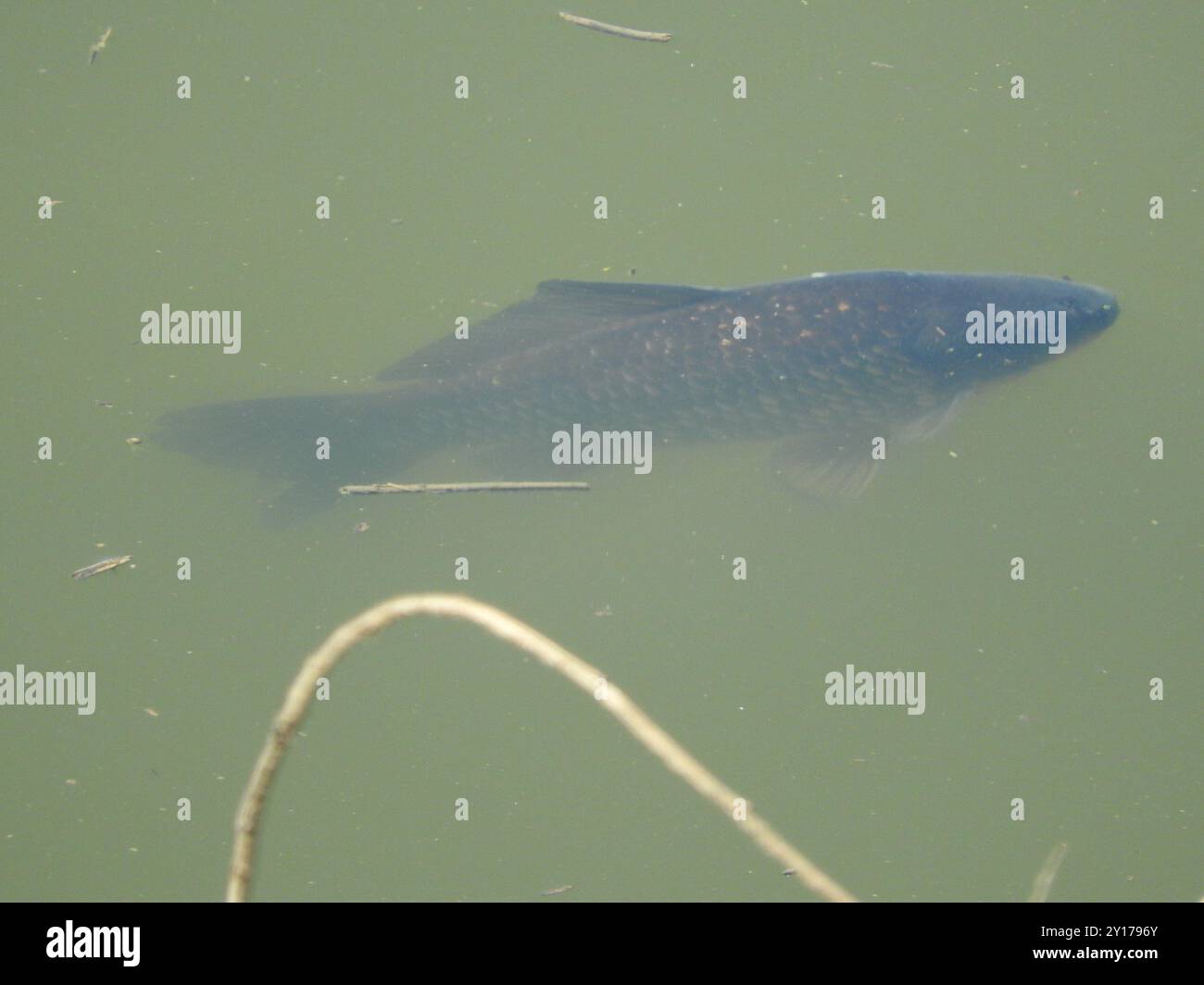Typical carps hi-res stock photography and images - Alamy