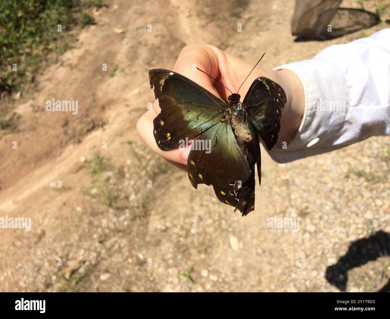 Hercules Morpho (Morpho hercules) Insecta Stock Photo - Alamy