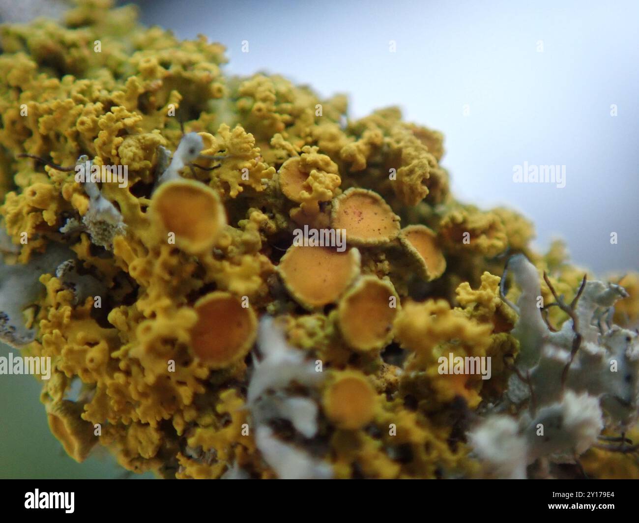 Pin-cushion Sunburst Lichen (Polycauliona polycarpa) Fungi Stock Photo ...