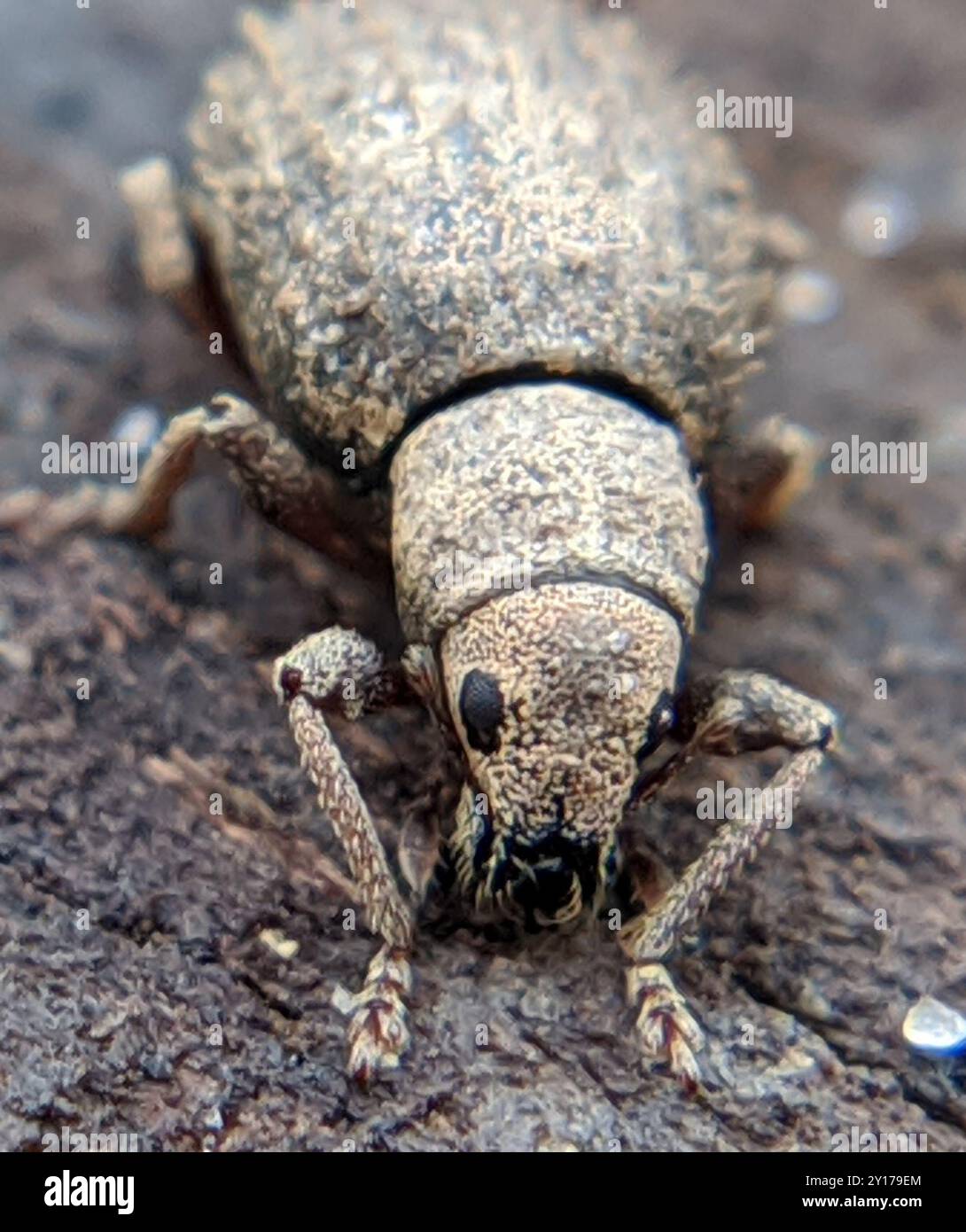 Strawberry Root Weevil (Sciaphilus asperatus) Insecta Stock Photo - Alamy