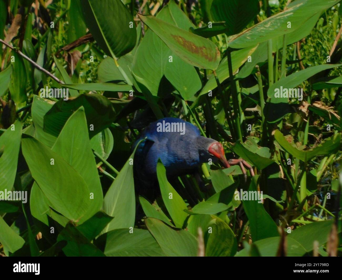 alligator flag (Thalia geniculata) Plantae Stock Photo - Alamy