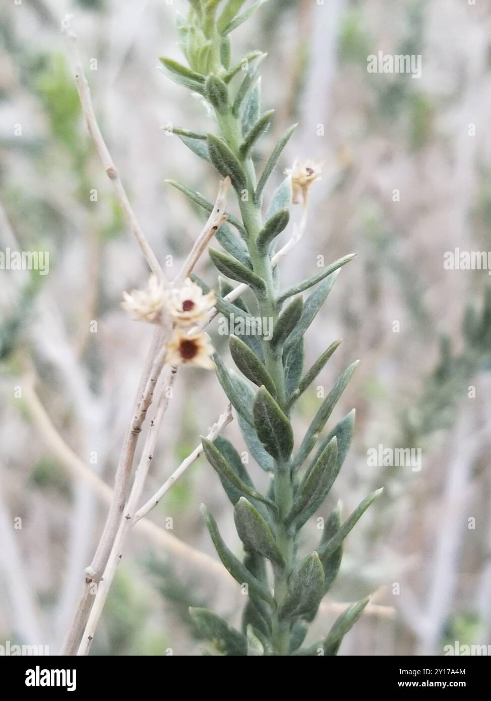 arrowweed (Pluchea sericea) Plantae Stock Photo - Alamy