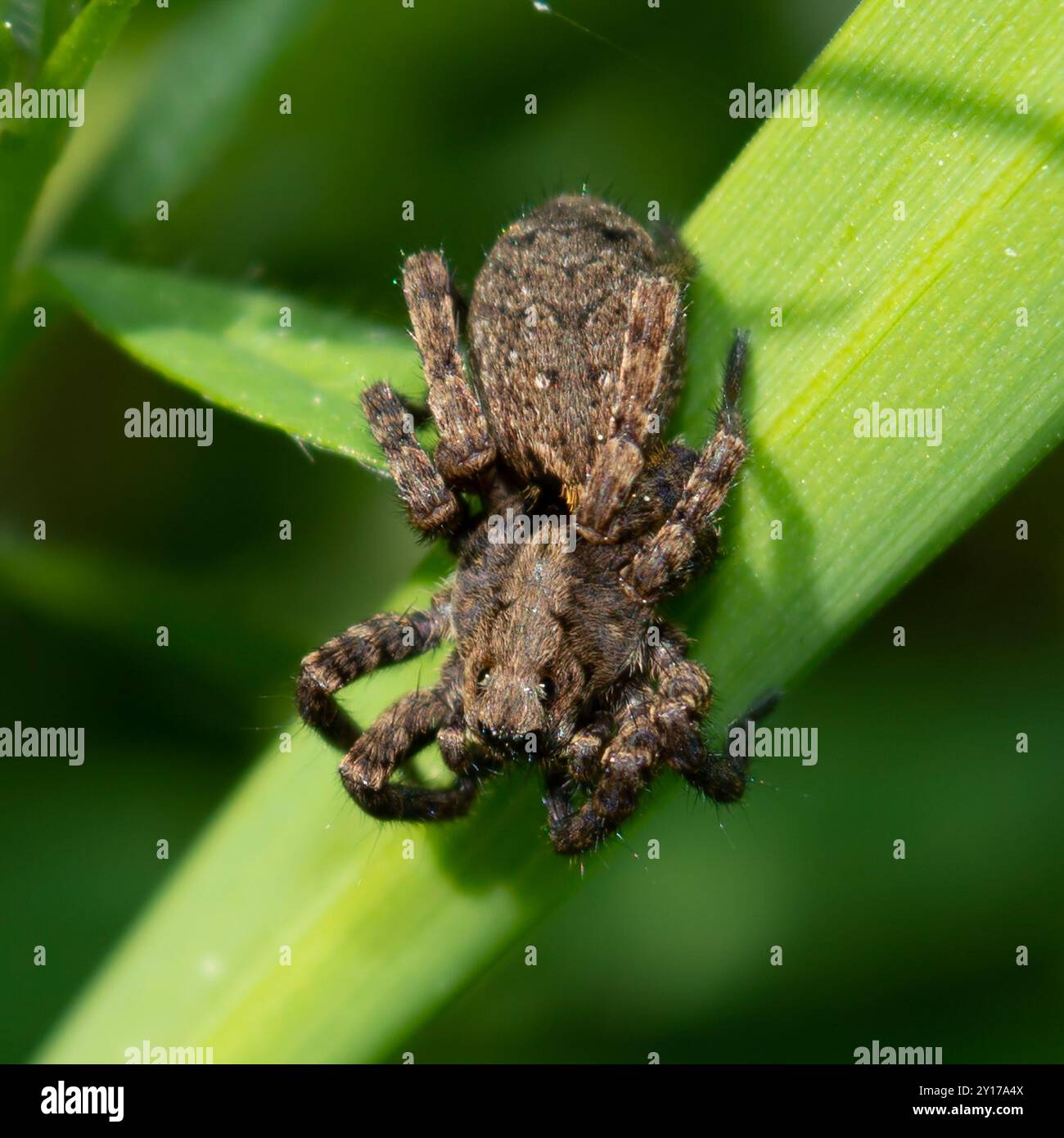 Fox Spiders (Alopecosa) Arachnida Stock Photo - Alamy
