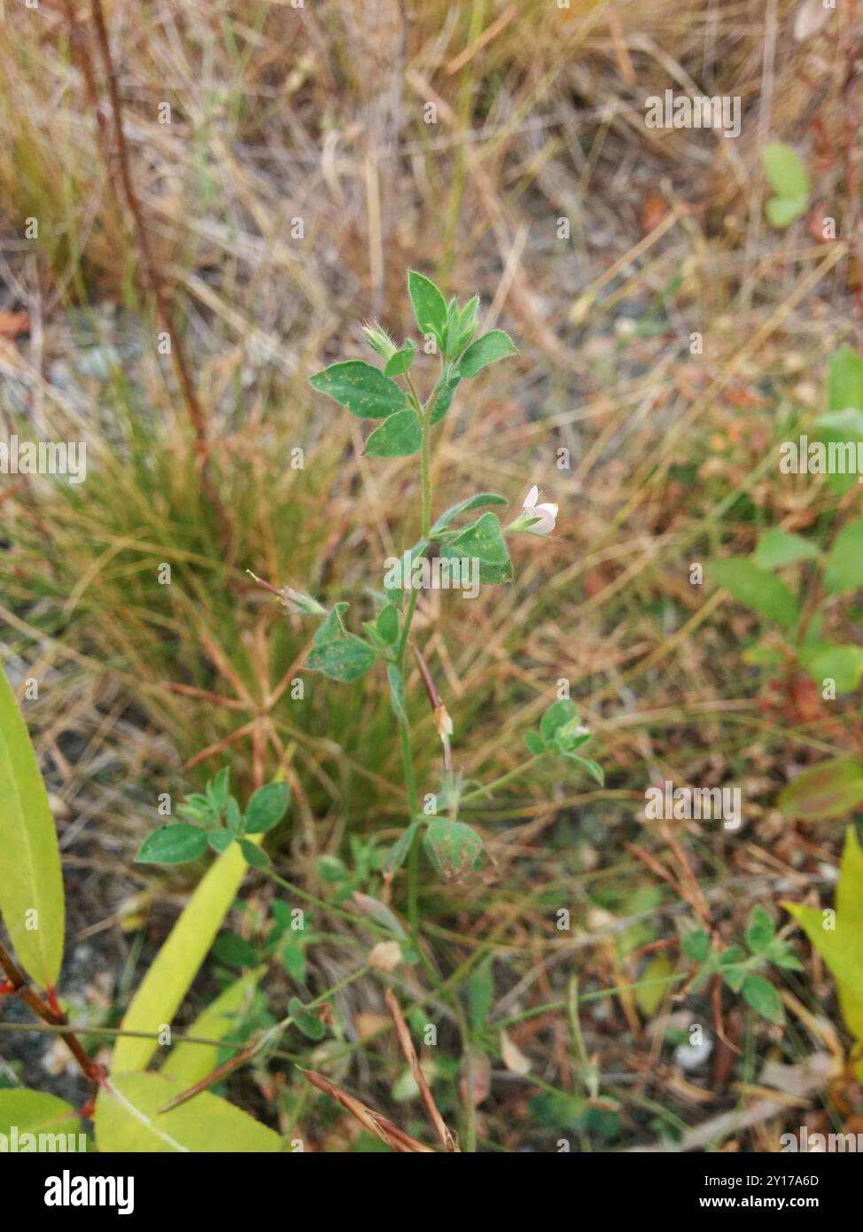 Spanish clover (Acmispon americanus) Plantae Stock Photo - Alamy
