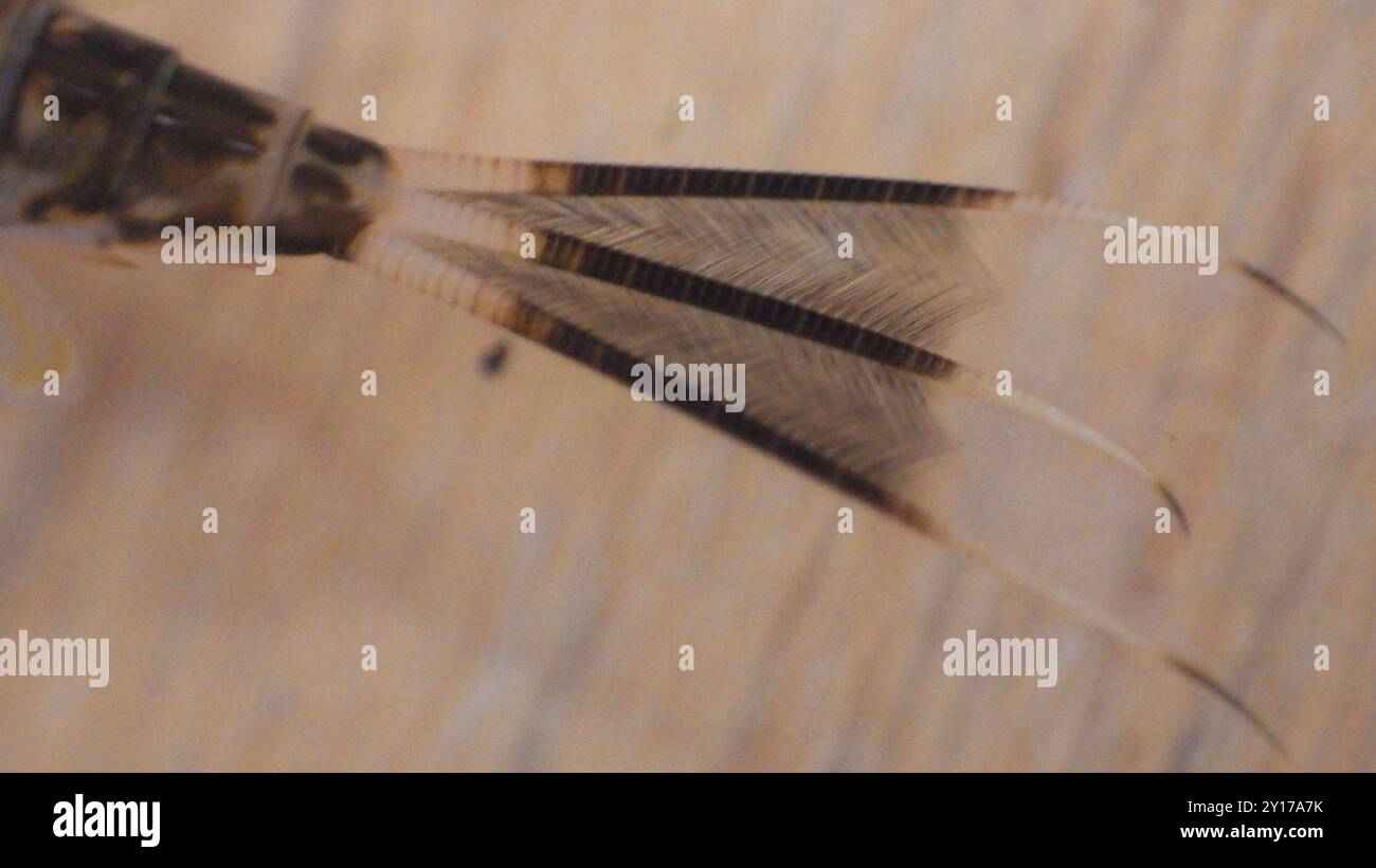 (Ameletus lineatus) Insecta Stock Photo - Alamy