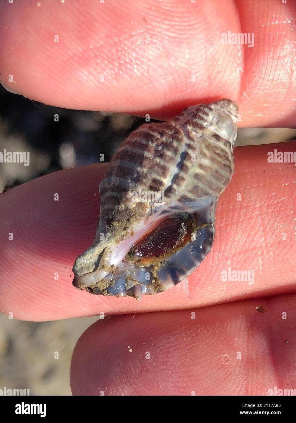 Angular Unicorn (Acanthinucella spirata) Mollusca Stock Photo - Alamy