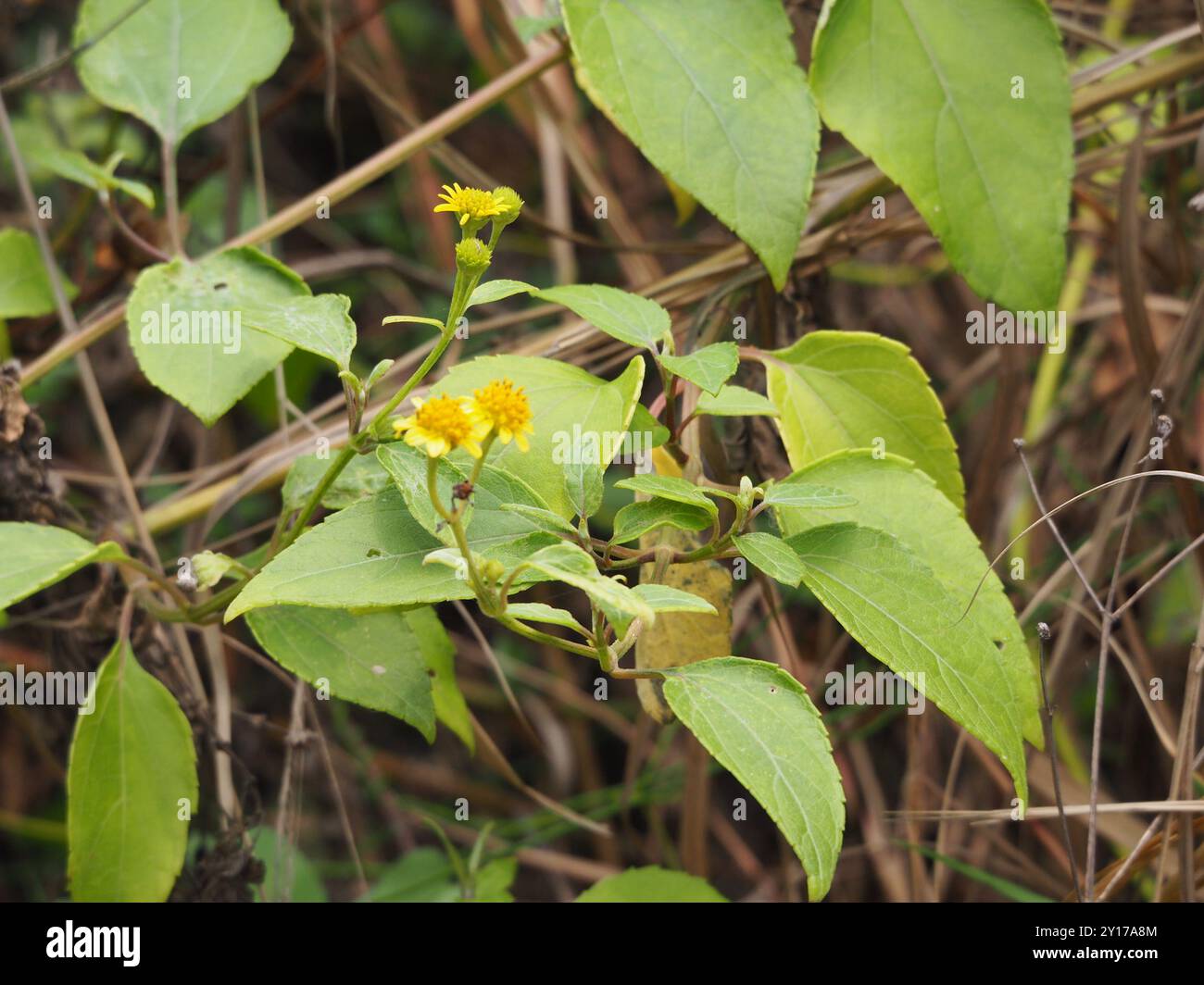 sea daisy (Wollastonia biflora) Plantae Stock Photo - Alamy