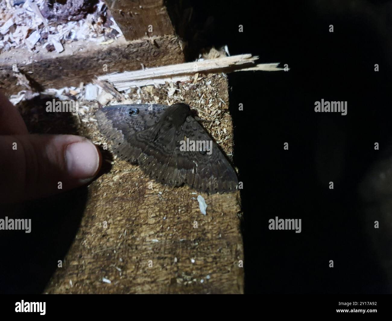 Northern wattle moth (Dasypodia cymatodes) Insecta Stock Photo - Alamy