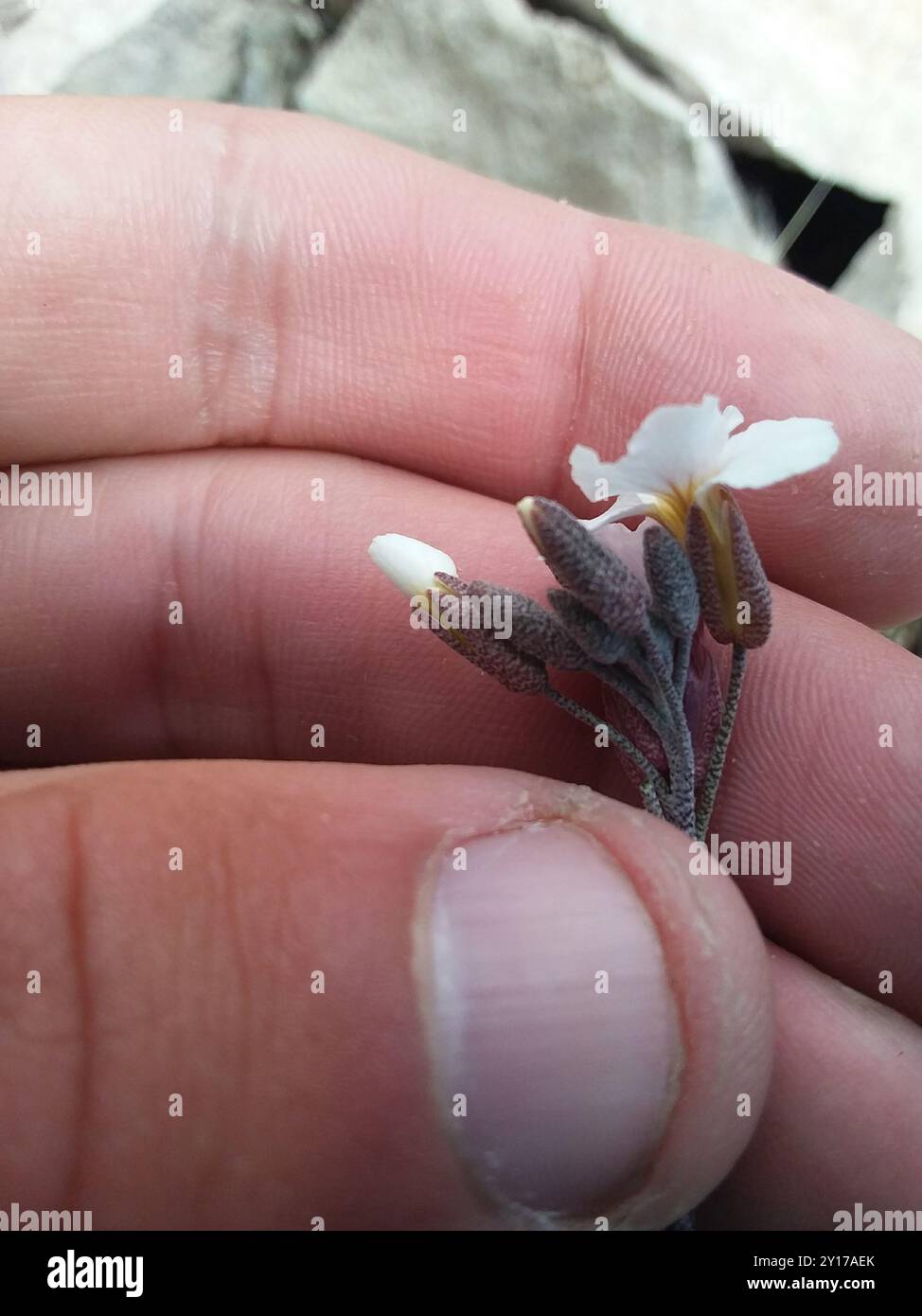 white bladderpod (Physaria purpurea) Plantae Stock Photo - Alamy