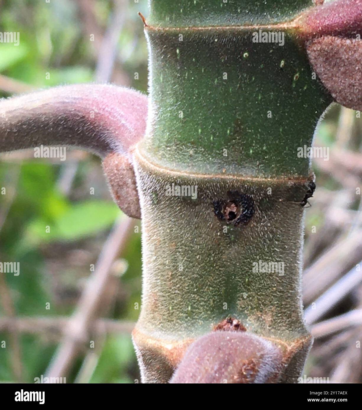 trumpet tree (Cecropia peltata) Plantae Stock Photo - Alamy