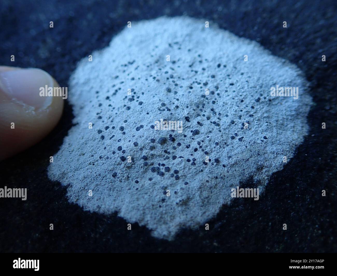 Carlott's porpidia lichen (Porpidia carlottiana) Fungi Stock Photo - Alamy