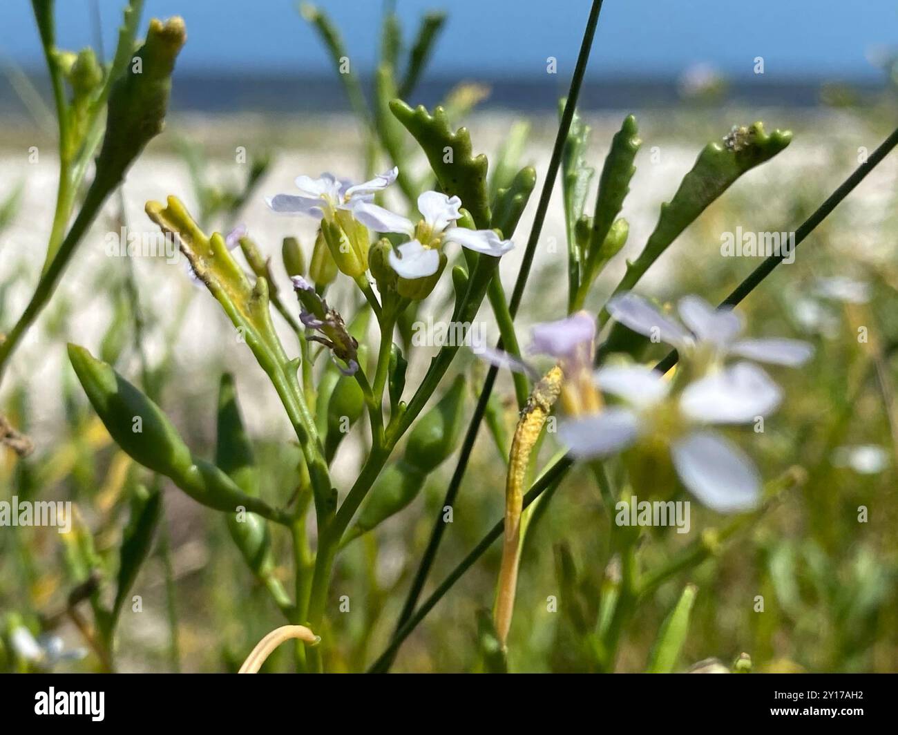 American searocket (Cakile edentula) Plantae Stock Photo - Alamy