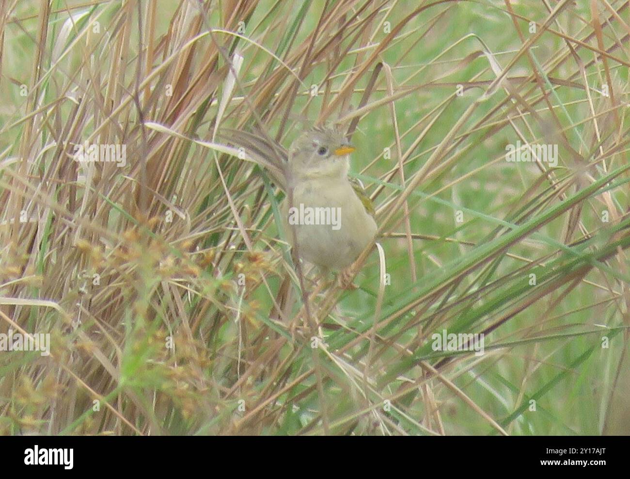 Wedge-tailed Grass-Finch (Emberizoides herbicola) Aves Stock Photo - Alamy