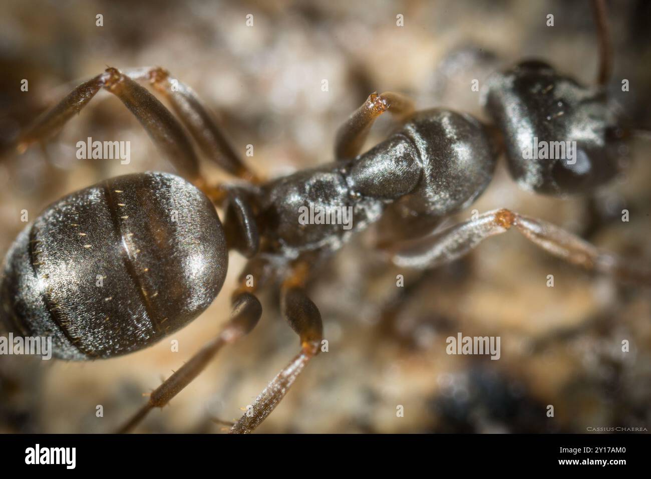 (Formica fusca) Insecta Stock Photo - Alamy