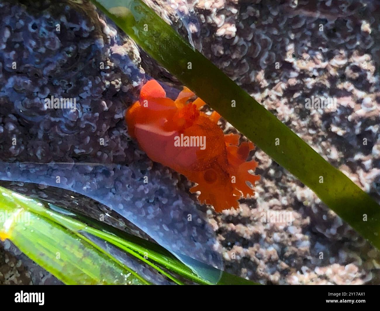 Spotted Dorid (Triopha maculata) Mollusca Stock Photo - Alamy
