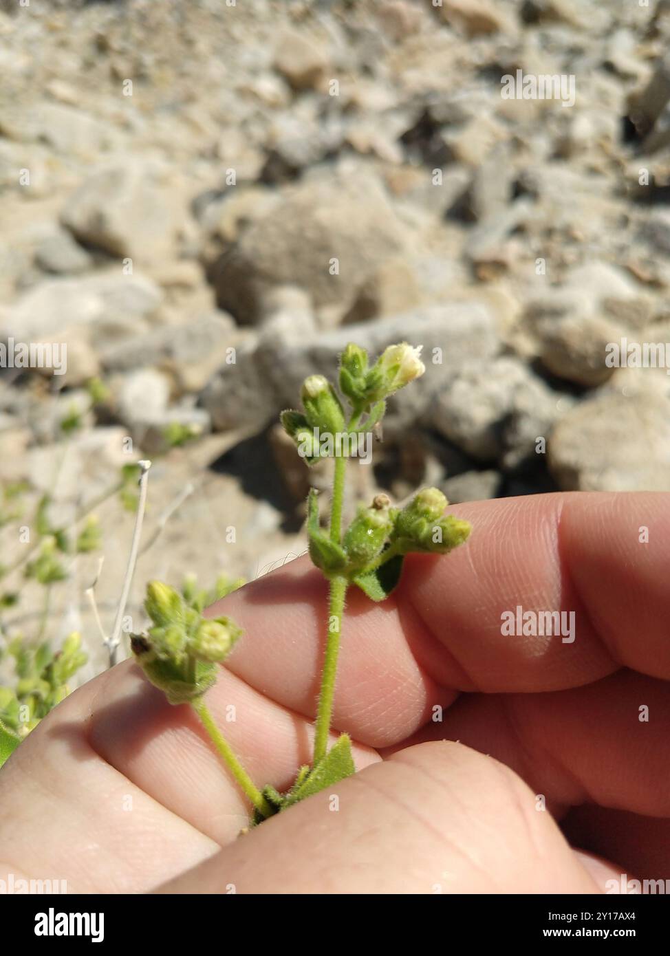 Wishbone Bush (Mirabilis laevis) Plantae Stock Photo - Alamy