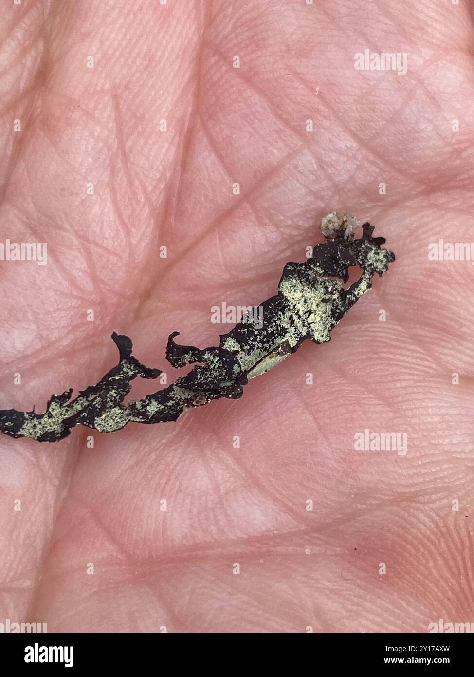 Peppered Rock-shield (Xanthoparmelia conspersa) Fungi Stock Photo - Alamy