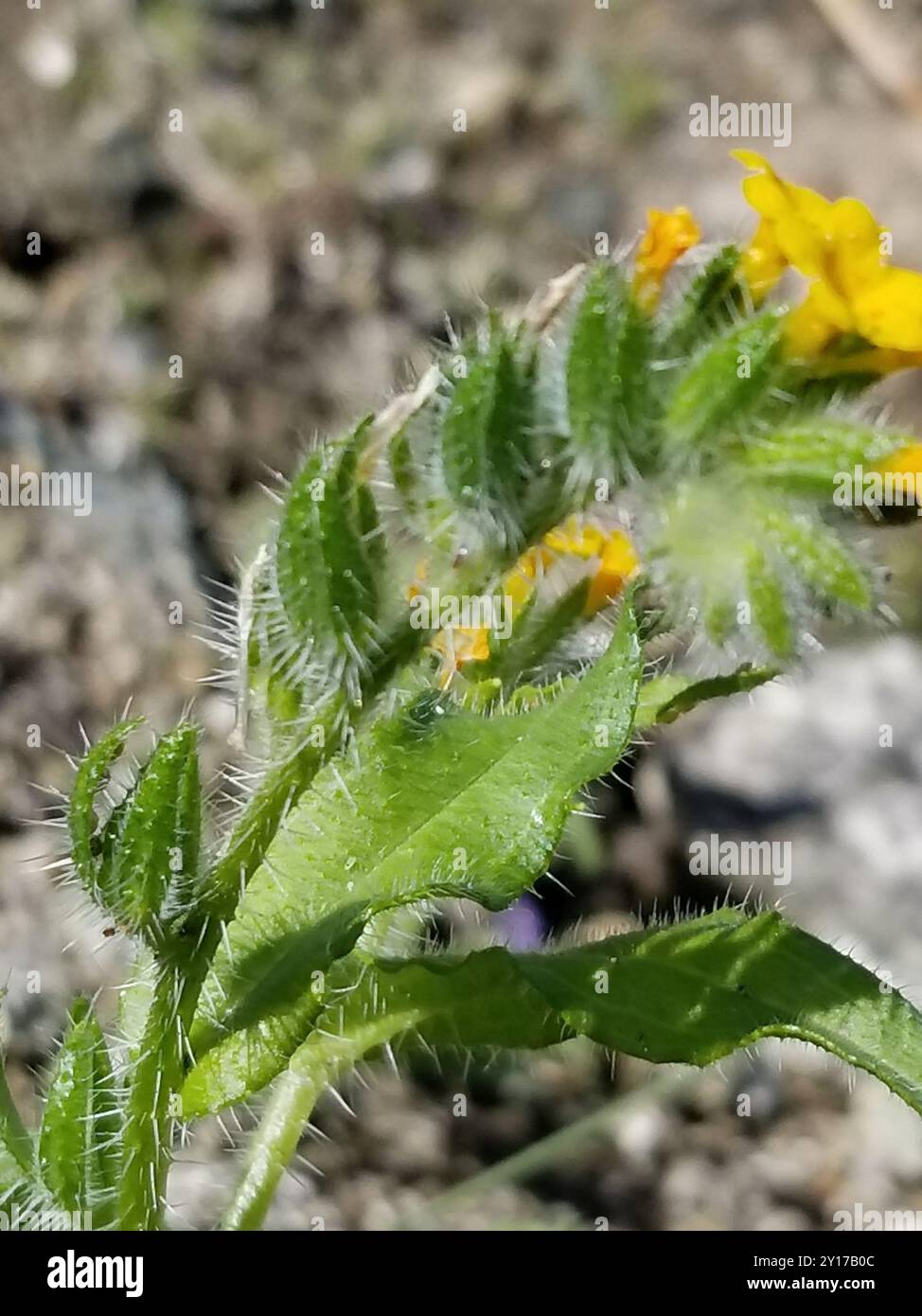 Common Fiddleneck (Amsinckia menziesii) Plantae Stock Photo - Alamy