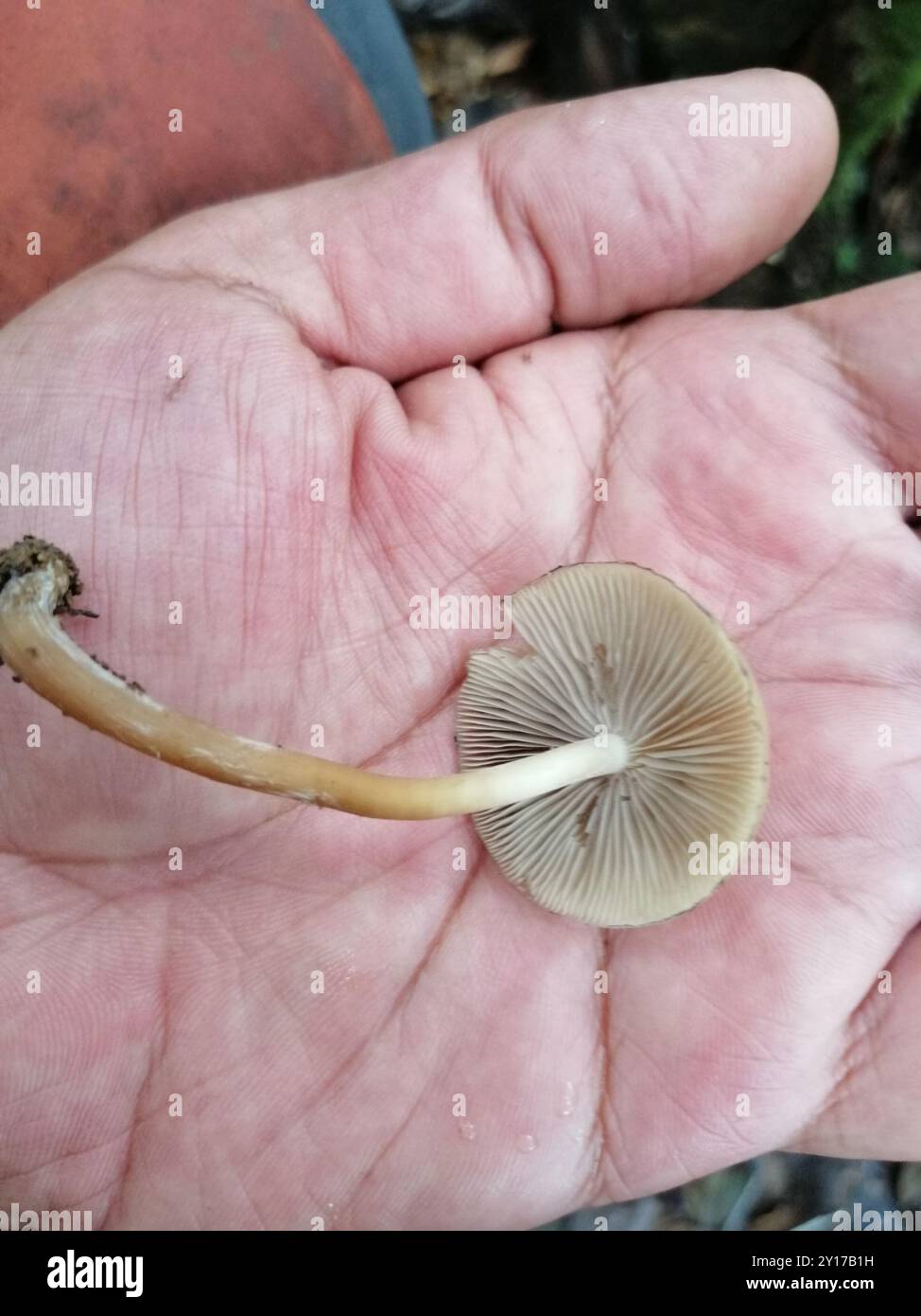 Psilocybe caerulescens hi-res stock photography and images - Alamy