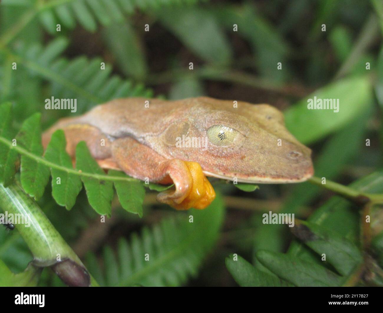 Semi-lined Tree Frog (Boana semilineata) Amphibia Stock Photo - Alamy