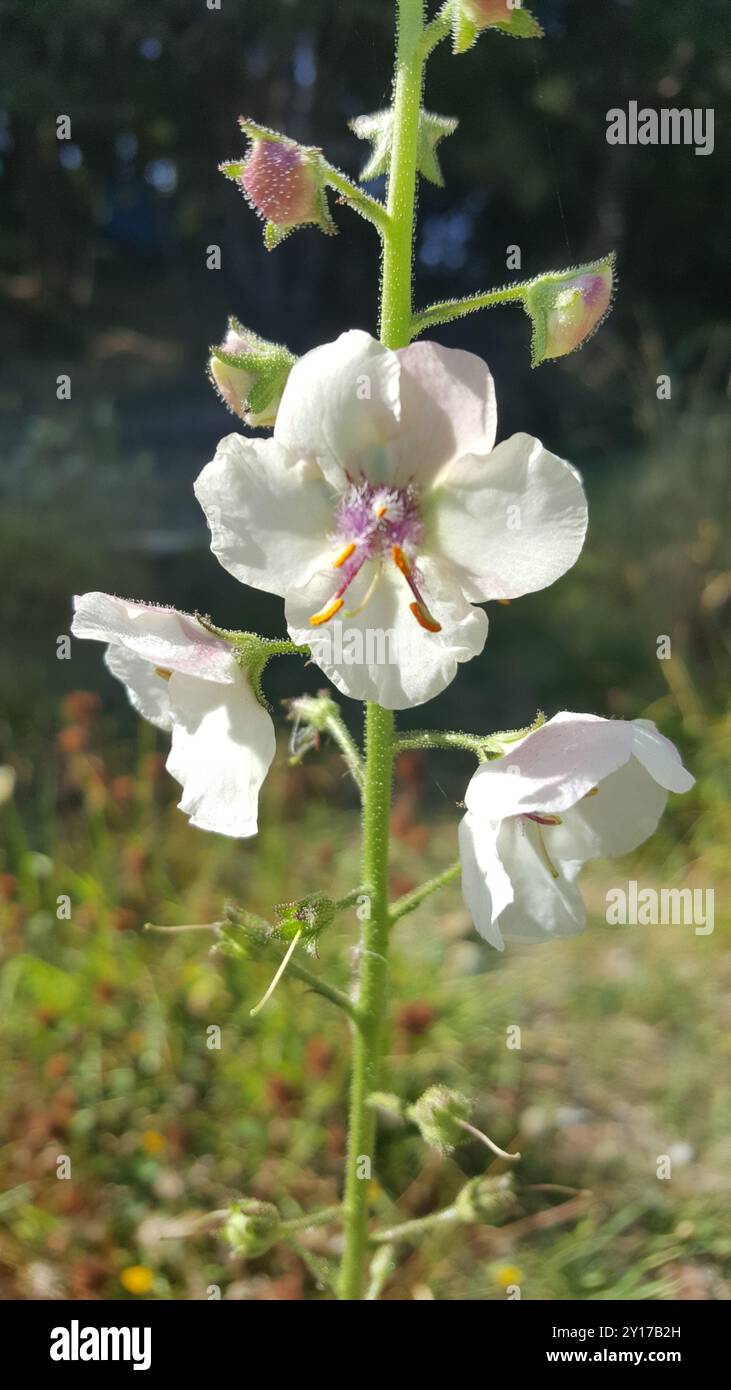 moth mullein (Verbascum blattaria) Plantae Stock Photo - Alamy