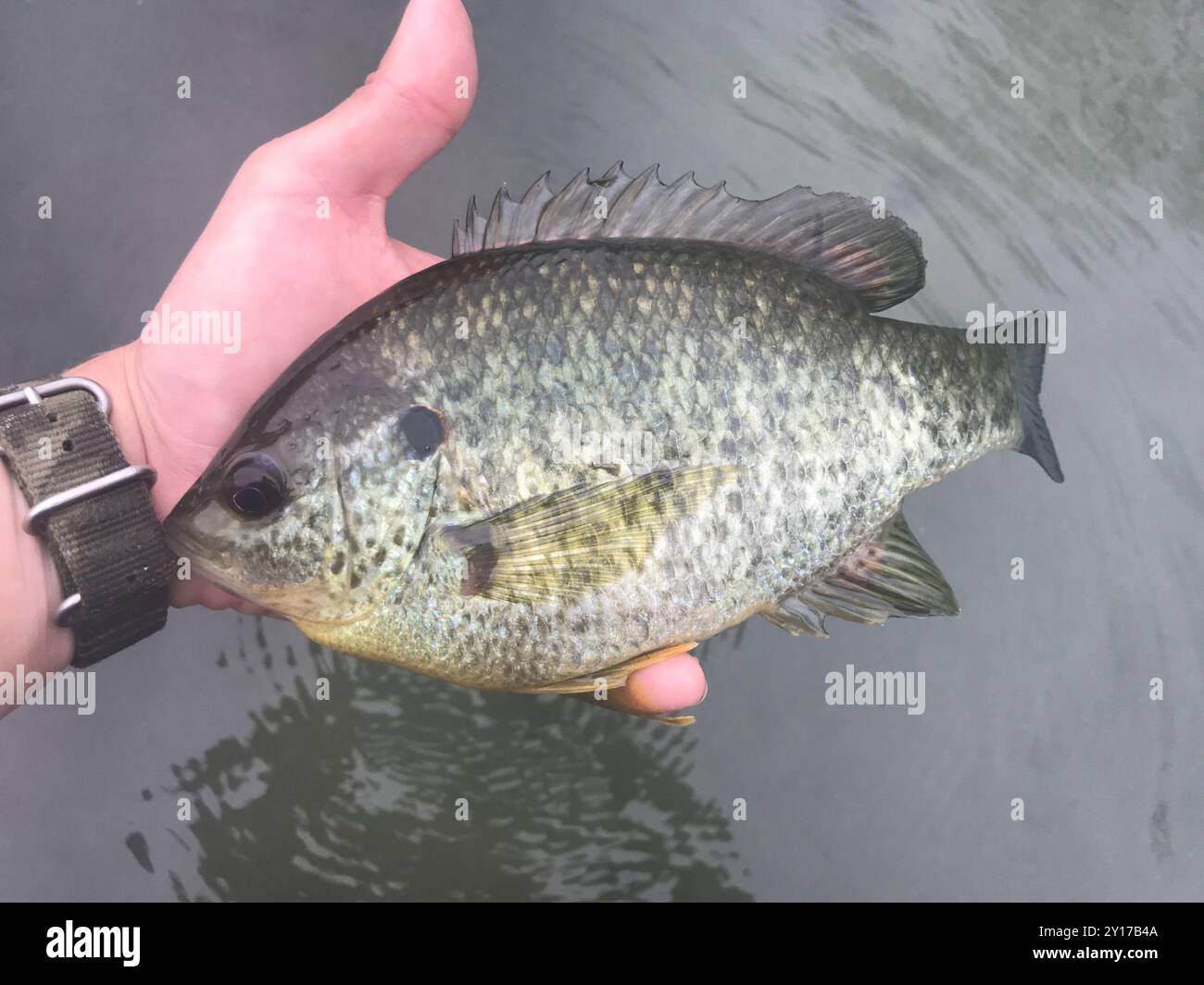 Redear Sunfish (Lepomis microlophus) Actinopterygii Stock Photo - Alamy