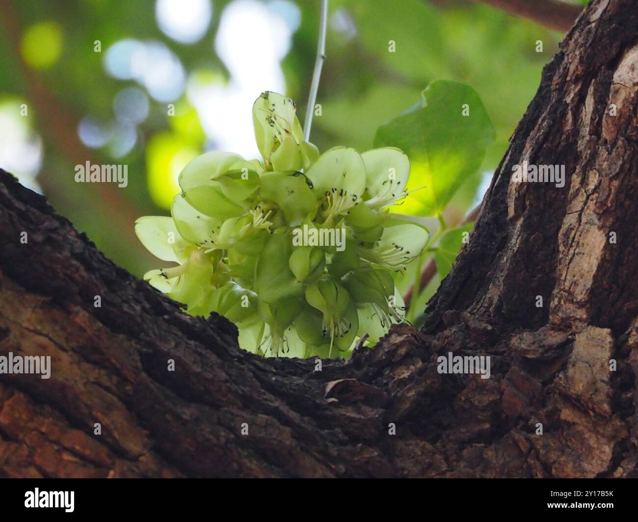 Burny Bean (Mucuna gigantea) Plantae Stock Photo - Alamy