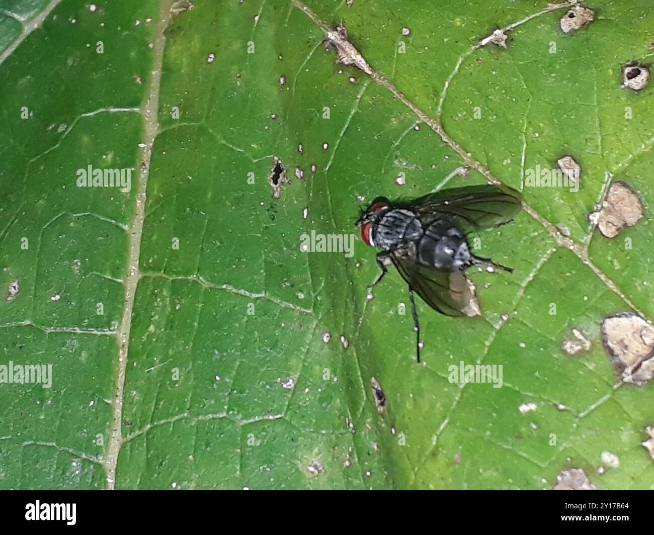 Bot Flies, Blow Flies, and Allies (Oestroidea) Insecta Stock Photo - Alamy