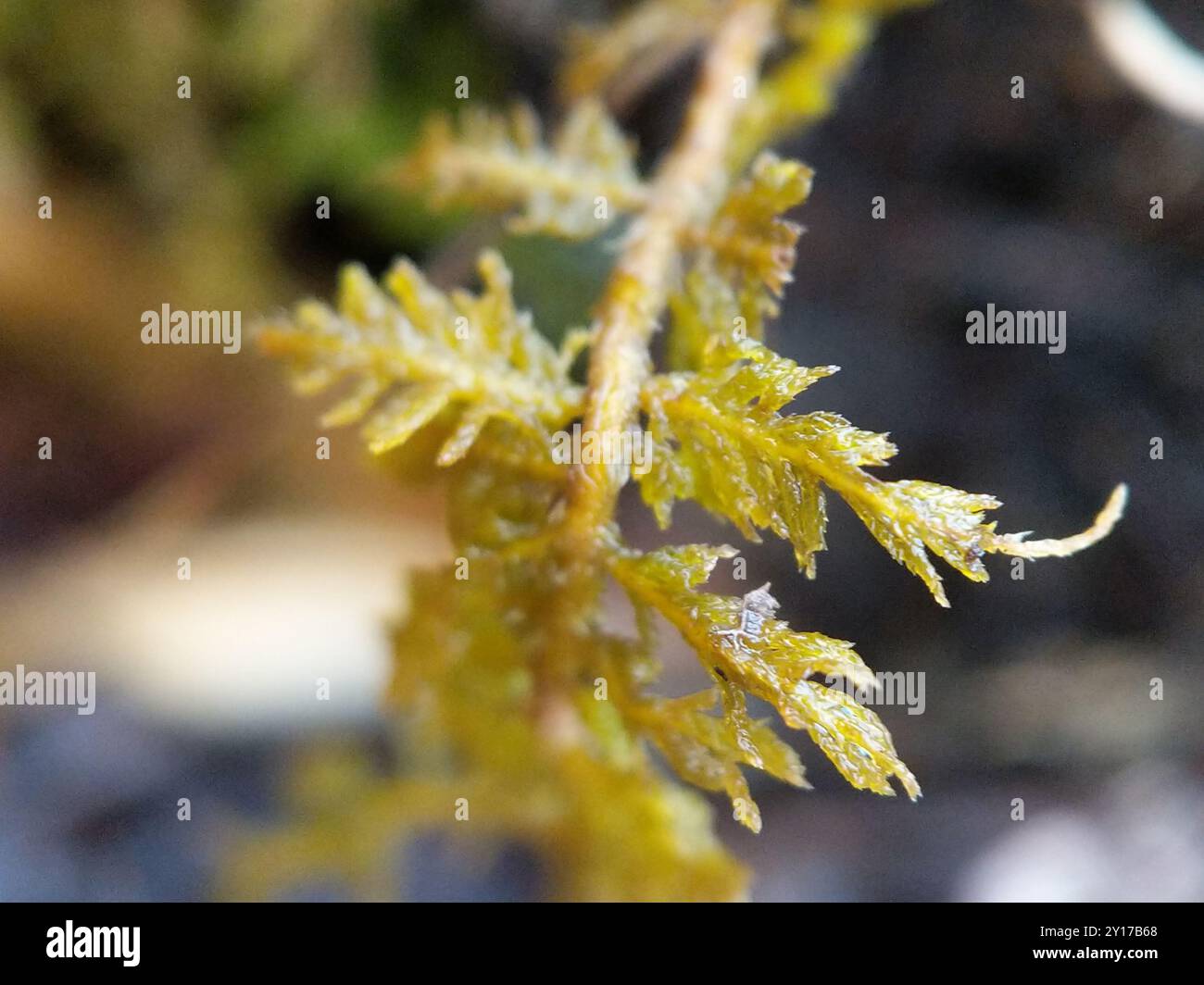 fern mosses (Thuidium) Plantae Stock Photo - Alamy