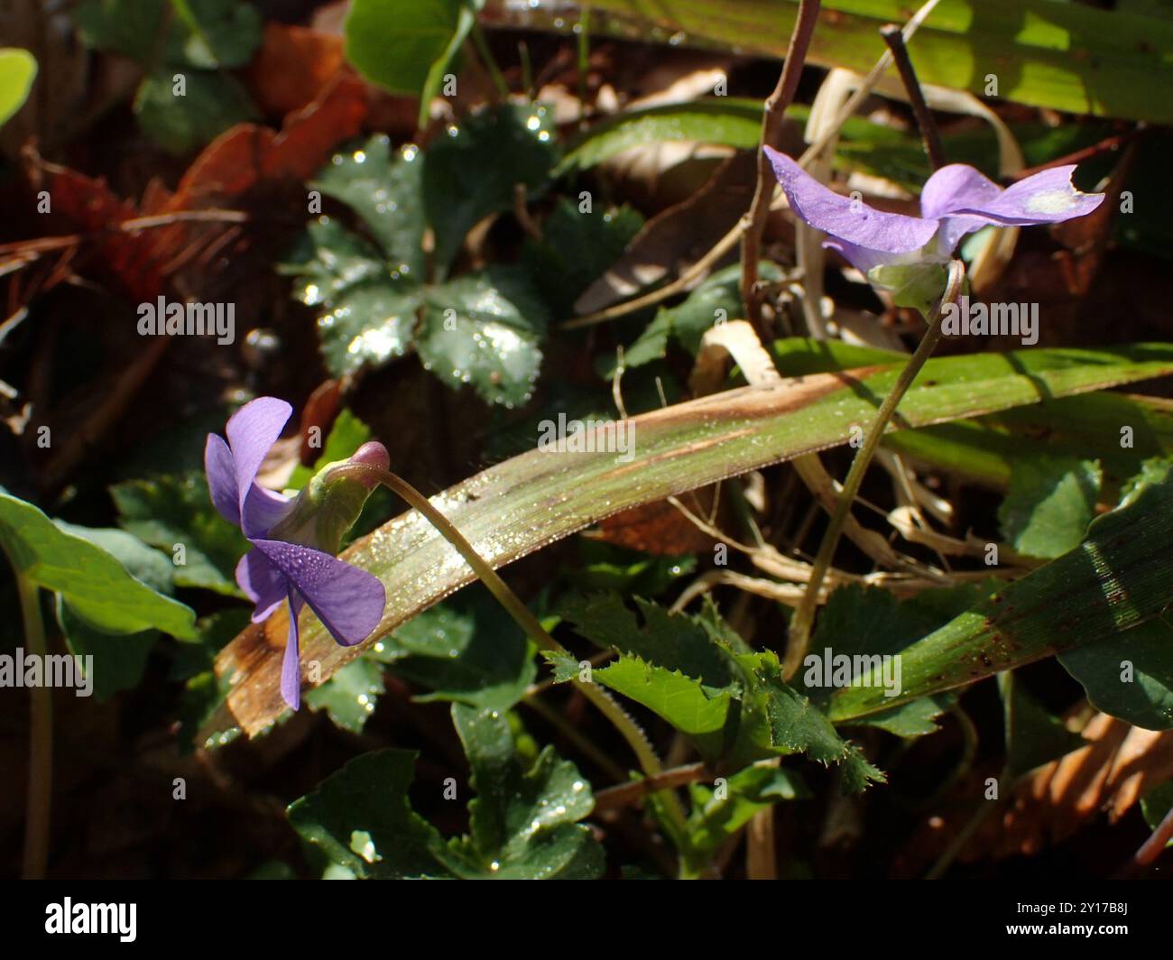 violets (Viola) Plantae Stock Photo - Alamy