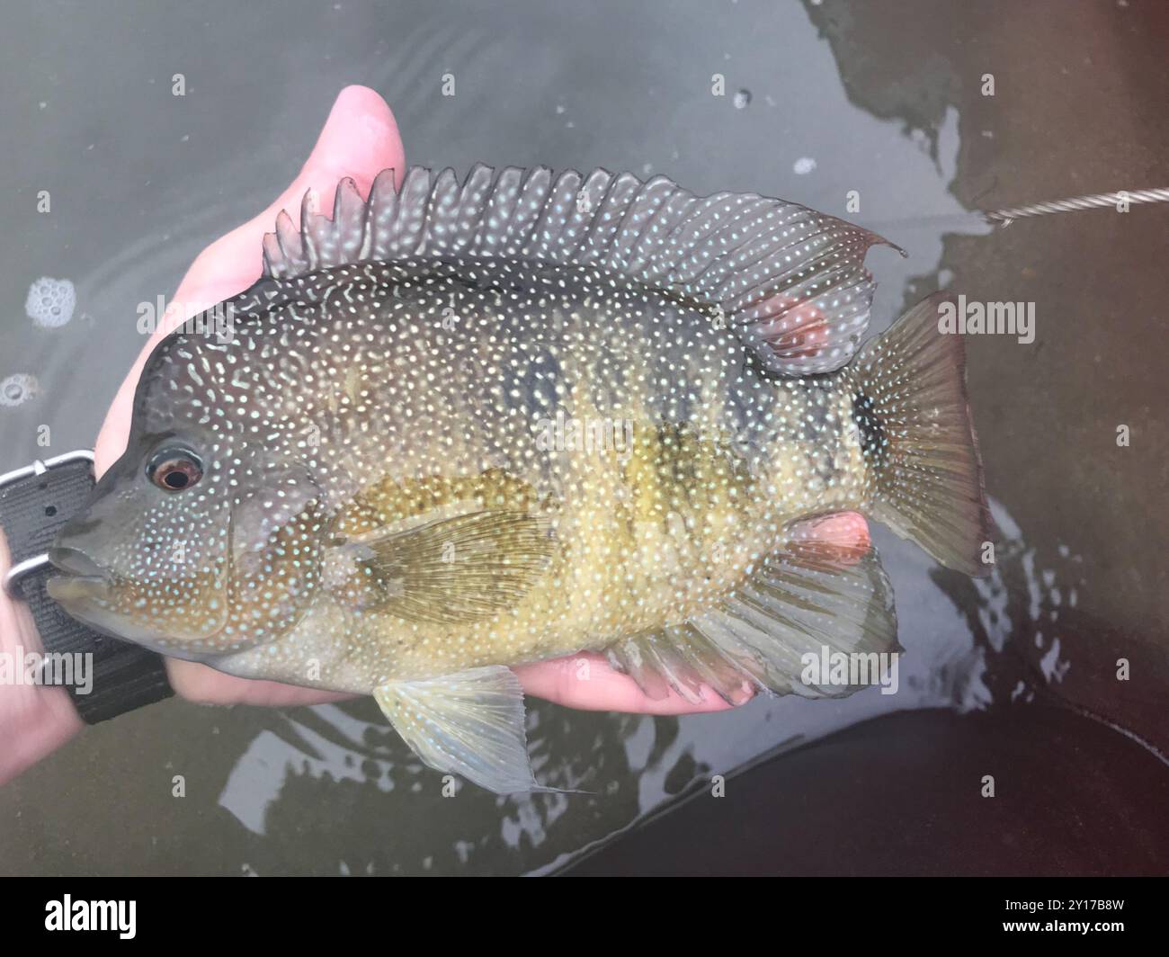 Texas Cichlid (Herichthys cyanoguttatus) Actinopterygii Stock Photo - Alamy