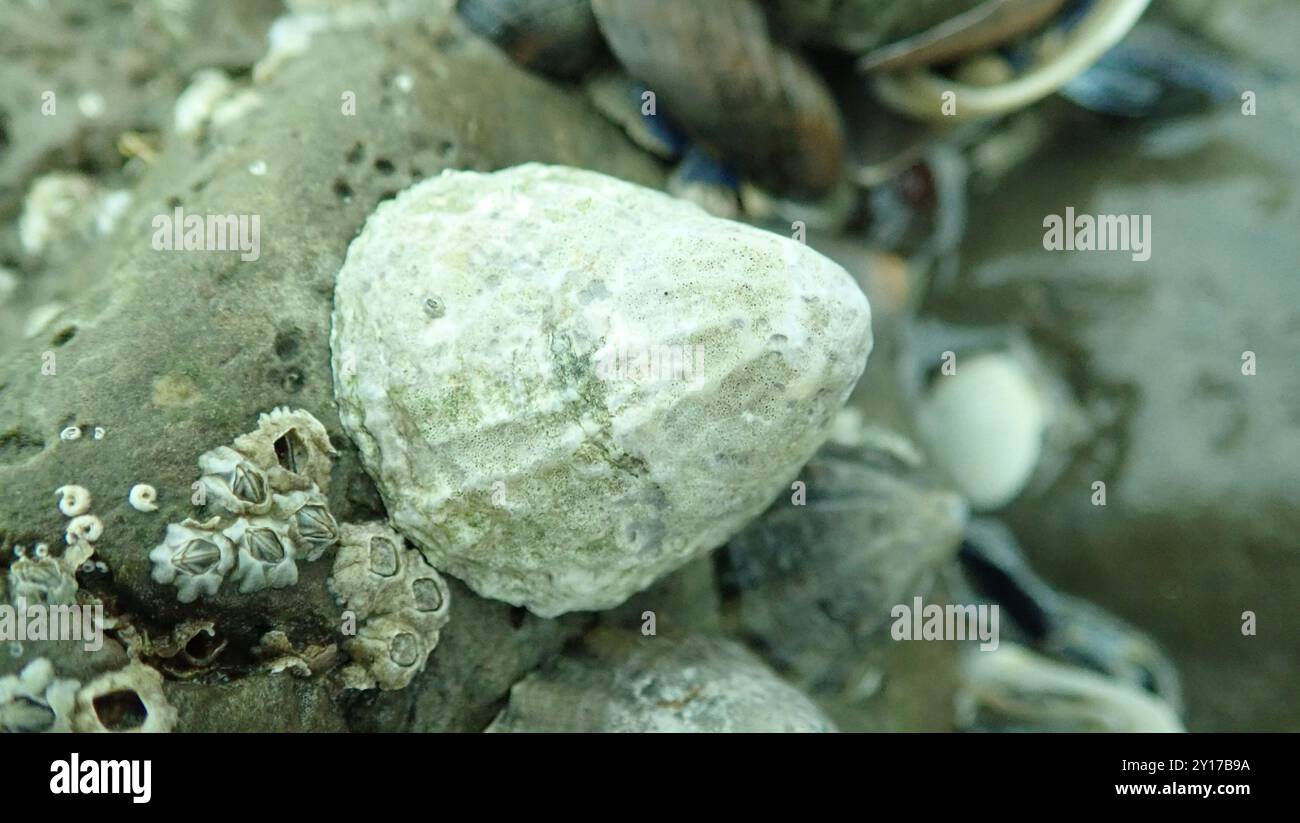 Common European Limpet (Patella vulgata) Mollusca Stock Photo - Alamy